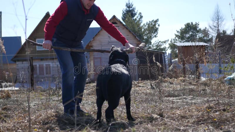 4k, 3840x2160. HD the Dog Grabs a Stick in the Hands of a Man, Plays ...