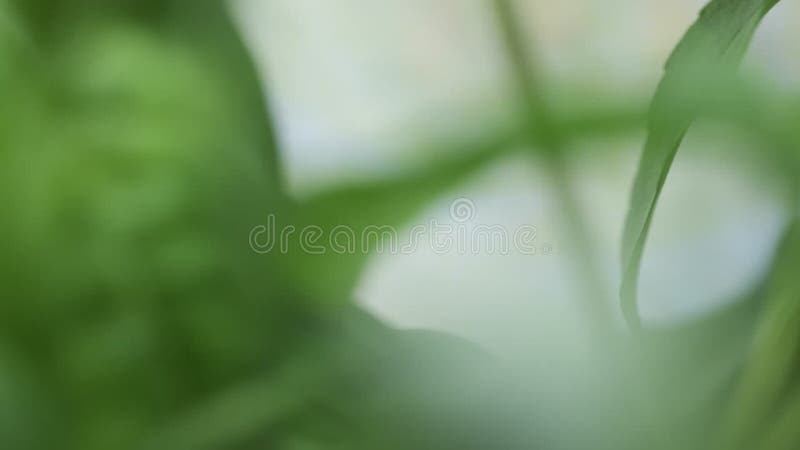 4K Horizontal Motion Herb Plants Stock Video - Video of russia, herb ...