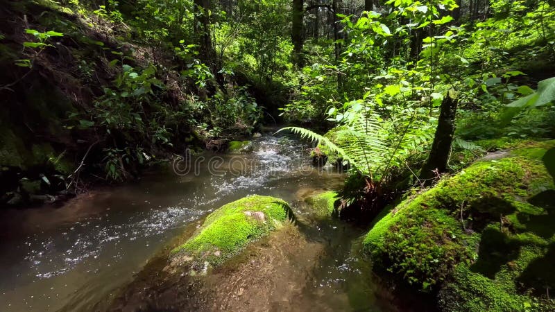 4k Horizontal Video of a Stream in the Middle of a Forest with Ferns ...