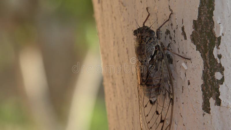 4K Horsefly, Gadfly, Insect, Fly, Flyer on Tree Lefkada Greece ...