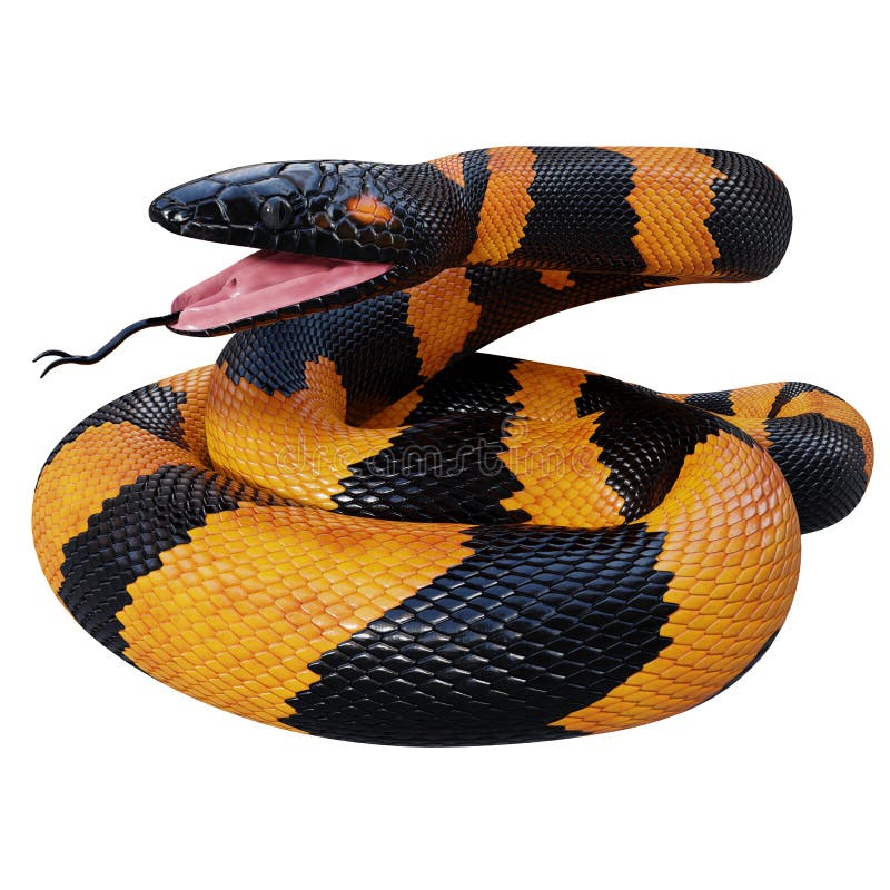 Bismarck Ringed Python Satic Pose Stock Illustration - Illustration of ...