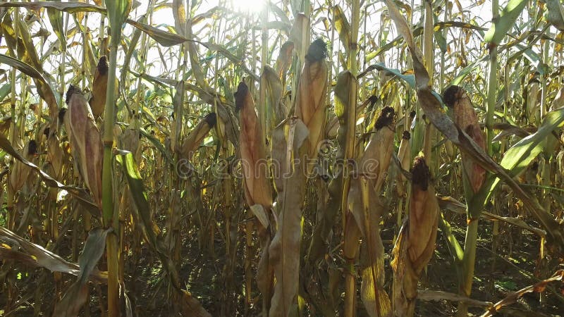 4K. Inside the Ripe Corn Field, Which Ready for Harvesting Stock Video ...
