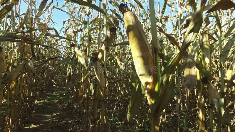 4K. Inside the Ripe Corn Field, Which Ready for Harvesting Stock ...