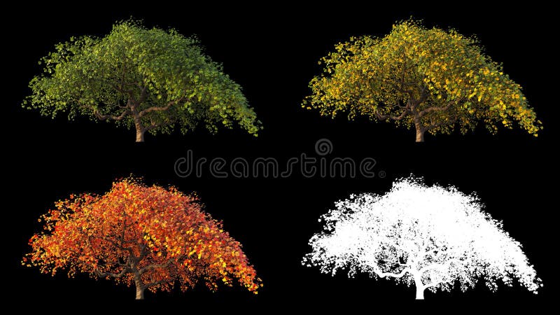 4K Japanese Maple Seamless Wind Animation Loop with Alpha Channel Stock ...