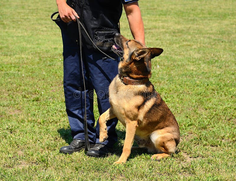 K9 Police Officer with His Dog Stock Image - Image of german, canine ...