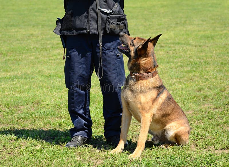 K9 Police Officer with His Dog Stock Image - Image of trained, security ...
