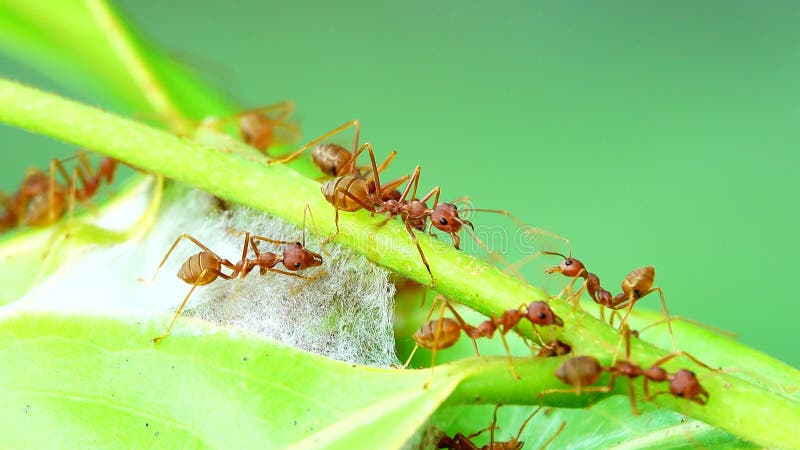 4k Red Ants Build Their Nests by Joining Forces To Pull Leaves Together ...
