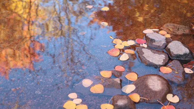 4k Reflection of Tree Trunks and Leaves Floating on Water Stock Video ...
