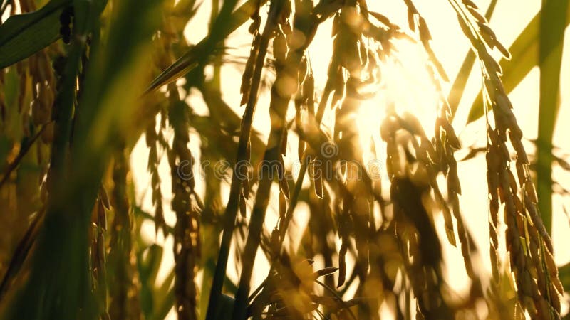4K Backlit Beautiful Rice Fields Stock Footage - Video of sight, visual ...