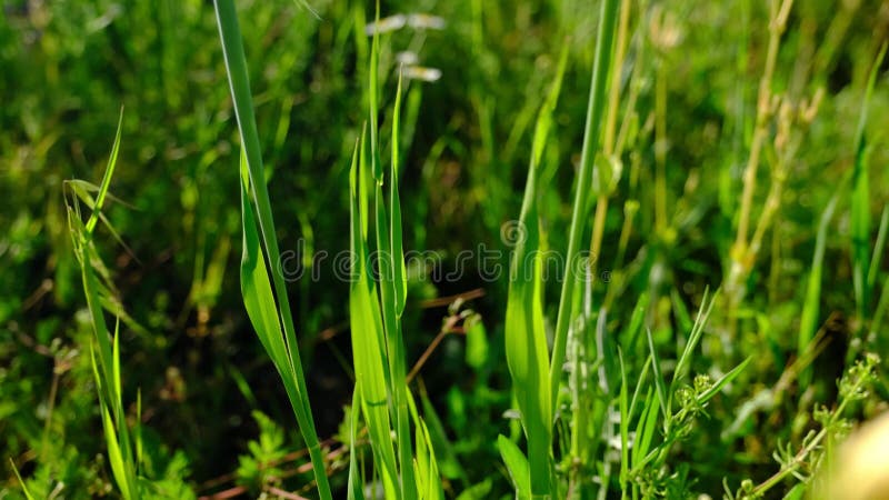 Newly Sprouting Grass in Spring Stock Video - Video of landscape ...