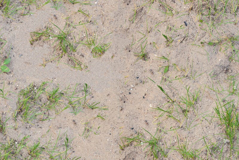 Seamless Ground Texture with Small Grass, Trampled Grass, High ...