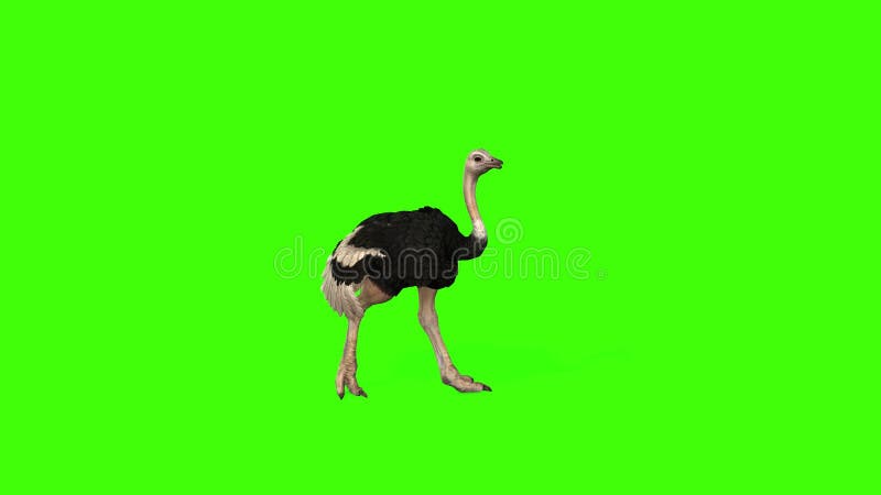 4k Seamless Loop Animation of an Ostrich Running or Jumping with a Walk ...