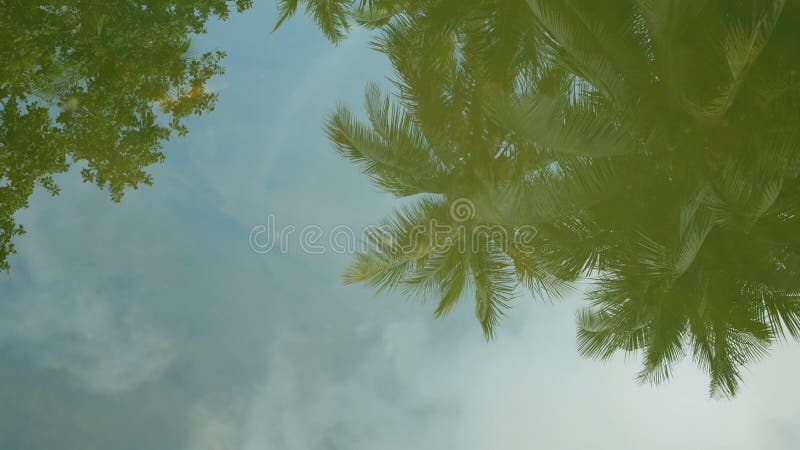 4K. Shadow of Coconut Palm Tree Leaf Reflec on Clear Water Surface ...