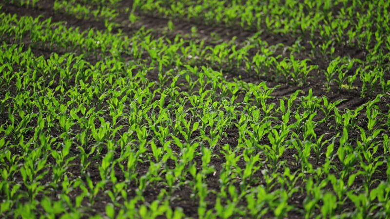 4K Slow-motion of Young Corn Plants Sprouting on a Vibrant Spring Field ...
