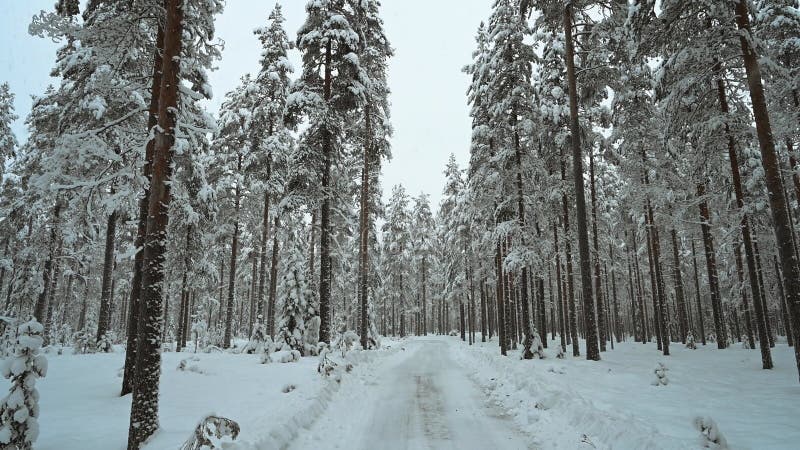 A 4K Slow Snowfall in the Middle of a Forest Surrounded by the Pine ...