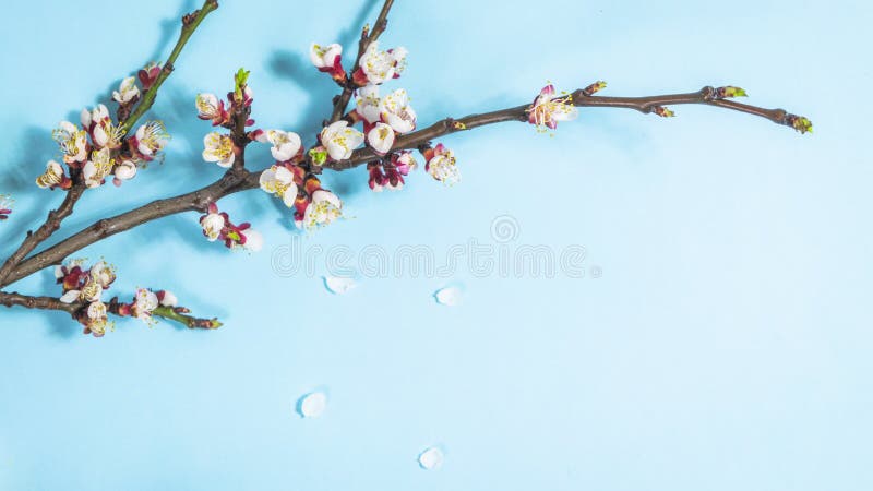 Spring Cherry Branches with Delicate White Flowers on Light Blue ...