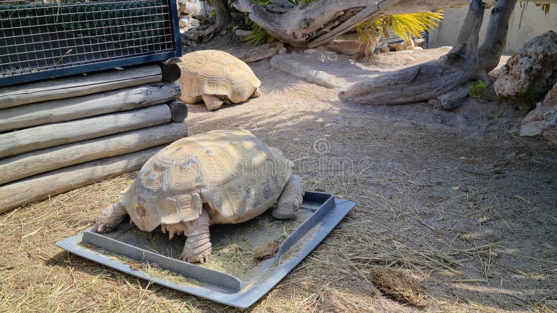 Three Sulcata Tortoise at Floor. Back is Matting Process Stock Footage ...