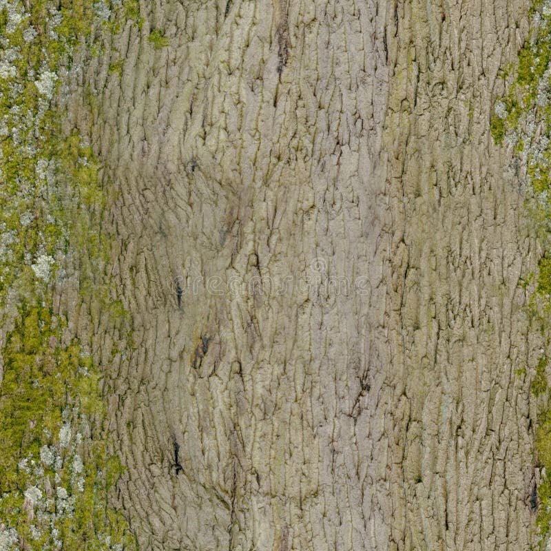 8K Tree Bark Roughness Texture, Height Map or Specular for Imperfection ...