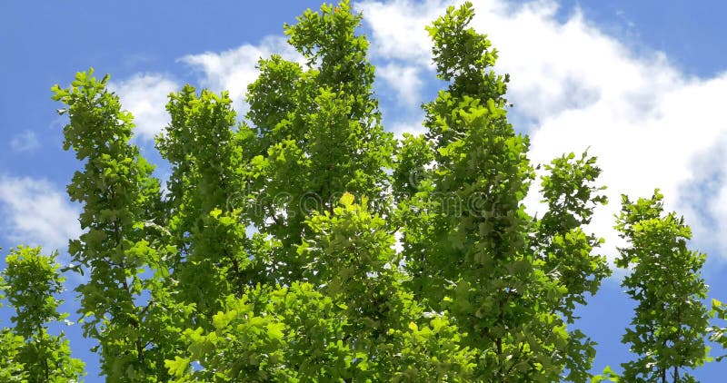 Green Leaves And Branches On Tree Waving In The Wind Stock Video ...