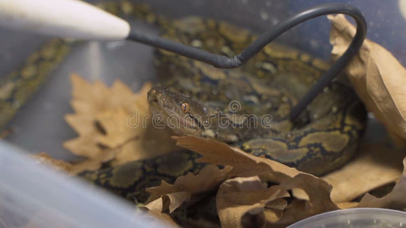 UHD Python Reticulatus, Also Known As the Asiatic Reticulated Python ...