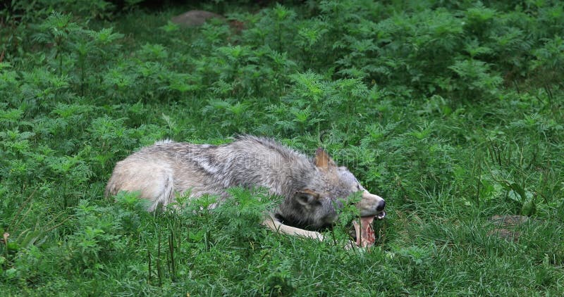 4K UltraHD Grey Wolf, Canis Lupus, Chewing Old Bone Stock Footage ...