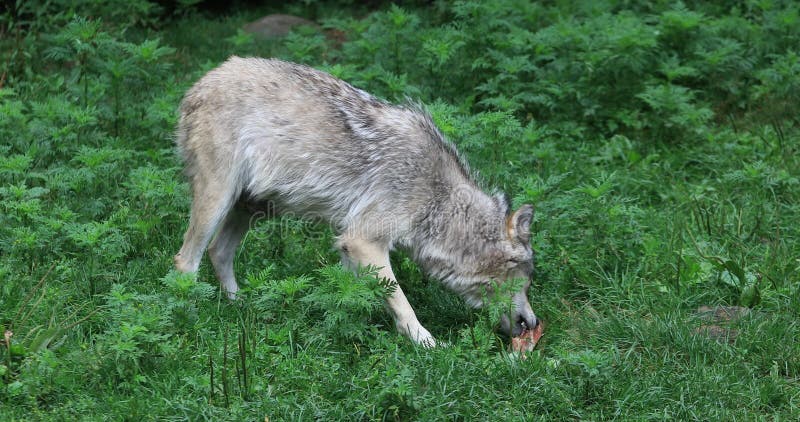 4K UltraHD Grey Wolf, Canis Lupus, Eating from a Bone Stock Video ...