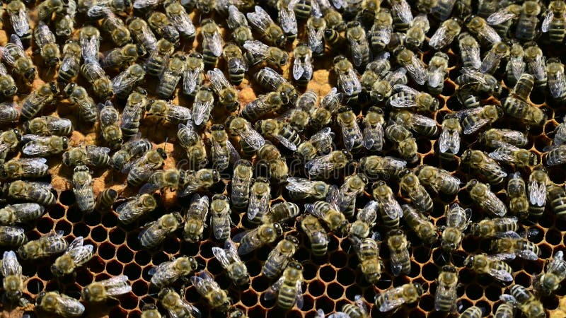 Bee Hive, Bee Colony Flying Around Beehive, Slow Motion. Organic Bio ...