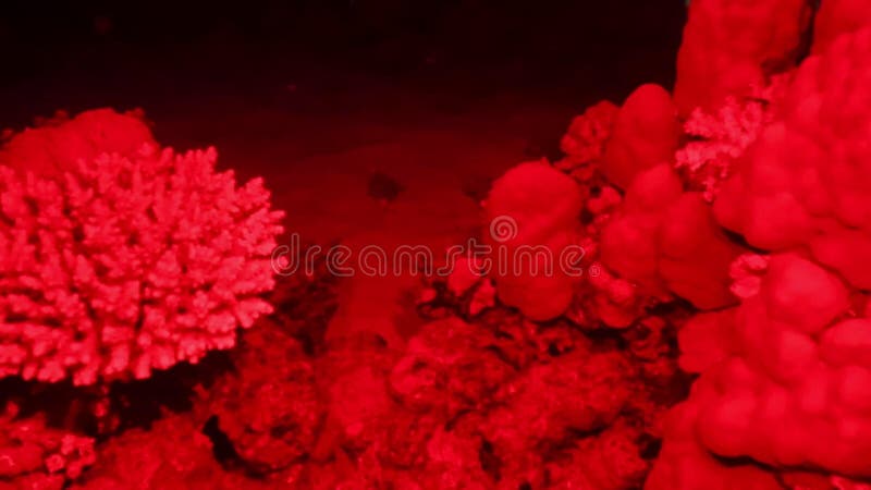 4k Video Footage of a Coral Reef Illuminated Using a Red Light at Night ...