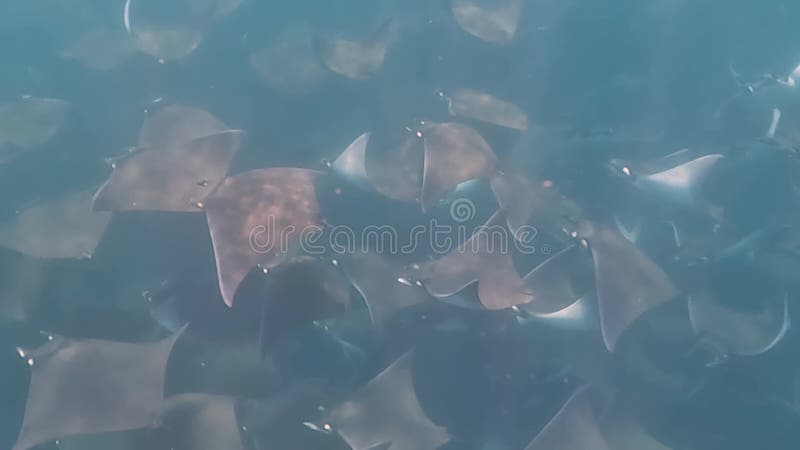 4k Video of a Large Aggregation of Munk S Devil Rays Aka Mobula Rays ...