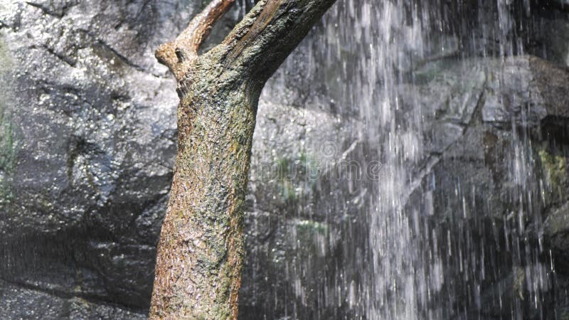 4K a Waterfall Running Down Stone Behind a Tree Stock Footage - Video ...