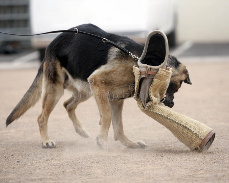K9 cop attack dog training stock image. Image of shepherd - 17407605