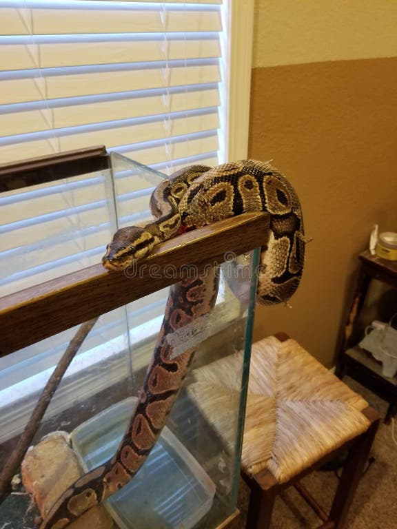 Ka the Python stock photo. Image of ballpythonsnake - 157791514