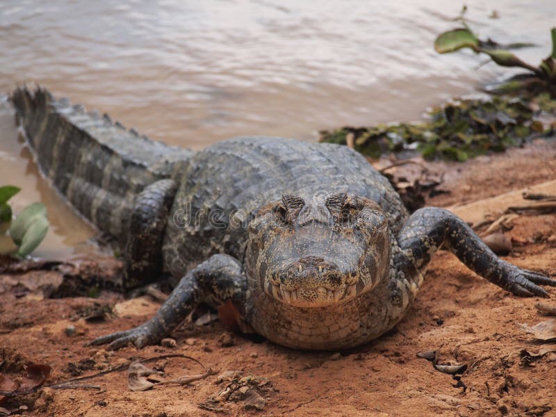 Kaaiman stock foto. Image of dier, amerika, water, zuiden - 25967596
