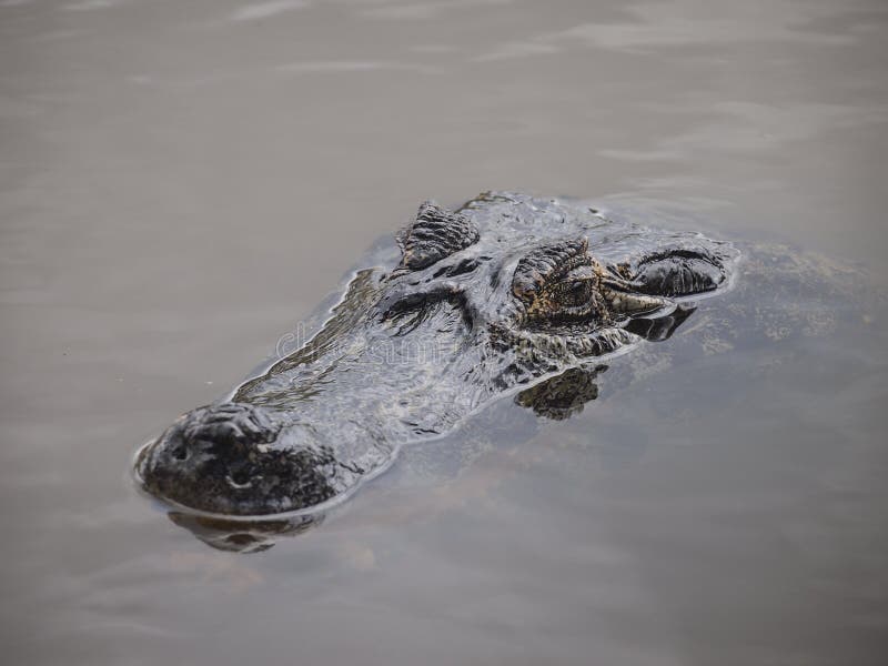 Kaaiman stock afbeelding. Image of reptiel, brazilië - 31208641