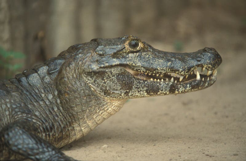 Gebrilde kaaiman, Pantanal stock afbeelding. Image of reptiel - 4358401