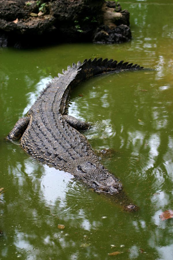 Kaaiman stock foto. Afbeelding bestaande uit dier, amerika - 25967596