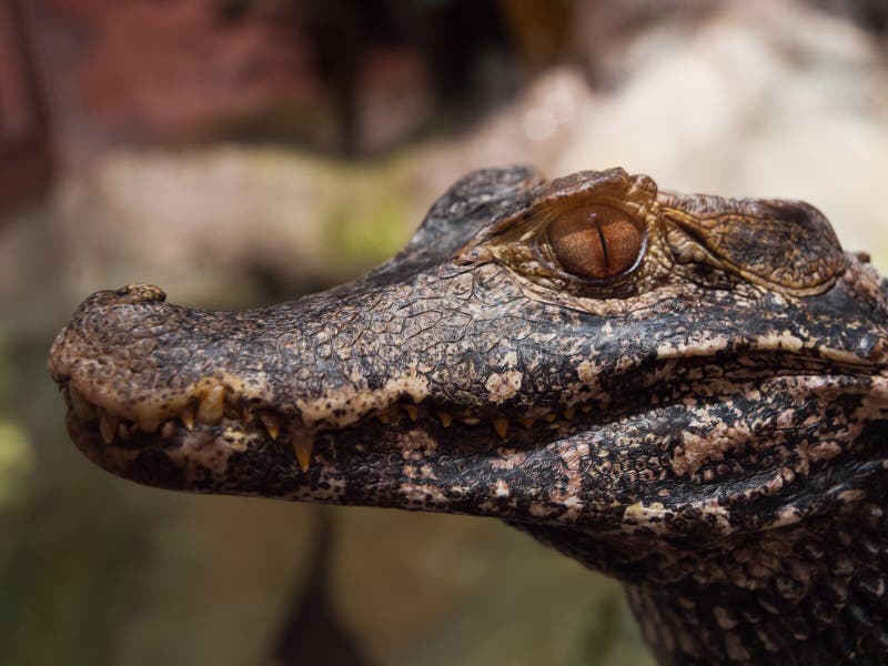 Gebrilde Caimans, Crocodilus Van De Kaaiman Stock Afbeelding ...