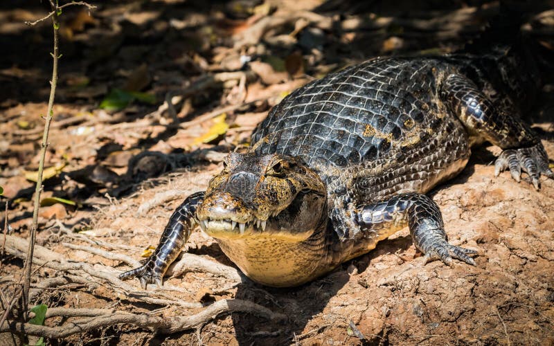 Kaaiman stock afbeelding. Afbeelding bestaande uit reptiel - 31208641