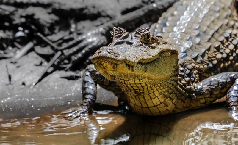 Kaaiman Bij Cano-Zwarte, Costa Rica Stock Foto - Image of landschap ...