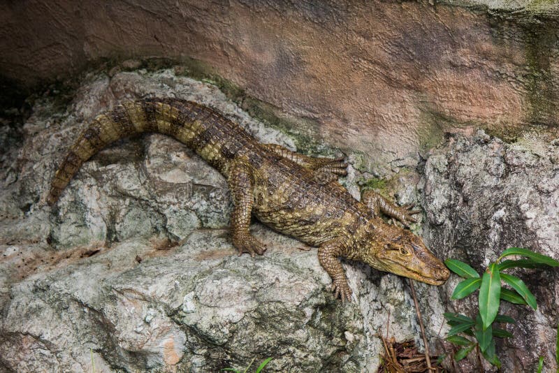 Kaaiman Bij Cano-Zwarte, Costa Rica Stock Foto - Image of landschap ...