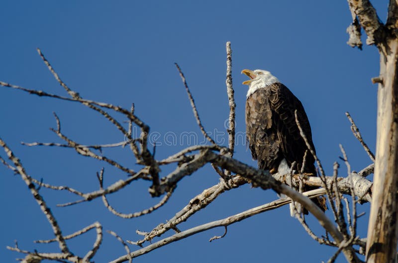 Kaal Eagle Calling Out while Perched Hoog in De De Winterboom Stock ...