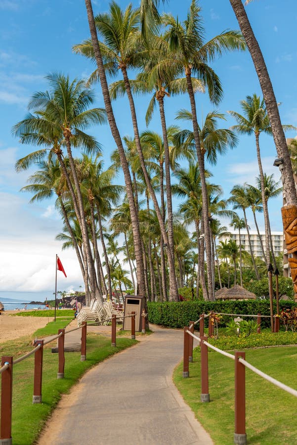 Kaanapali Beach Pathway Lined with Palm Trees in Maui, Hawaii Stock ...
