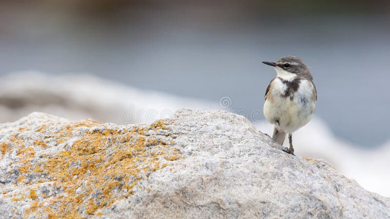 Kaapse Kwikstaart, Cape Wagtail, Motacilla Capensis Stock Photo - Image ...