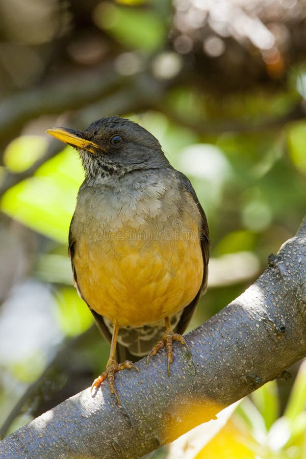 Olive Thrush. stock image. Image of close, outdoors, outdoor - 51318405