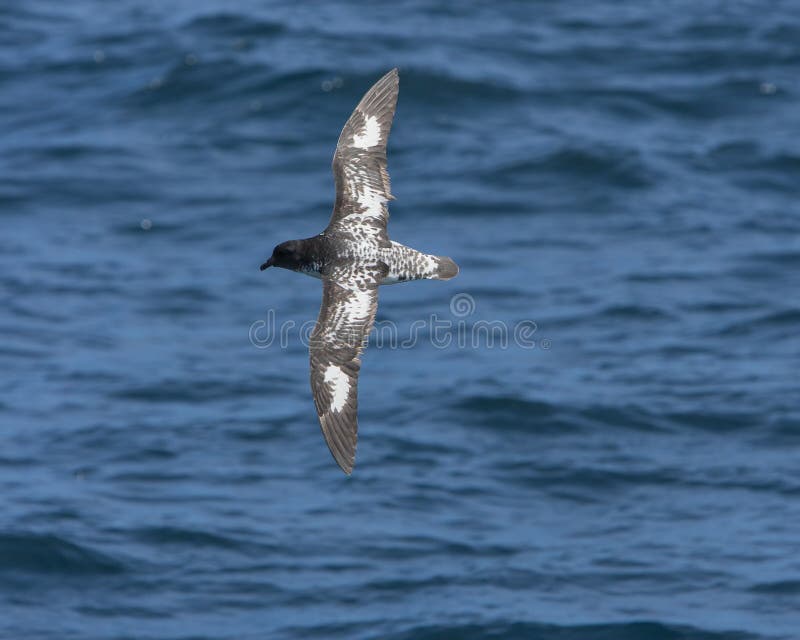 Cape Petrel, Daption Capense Australe Stock Photo - Image of daption ...