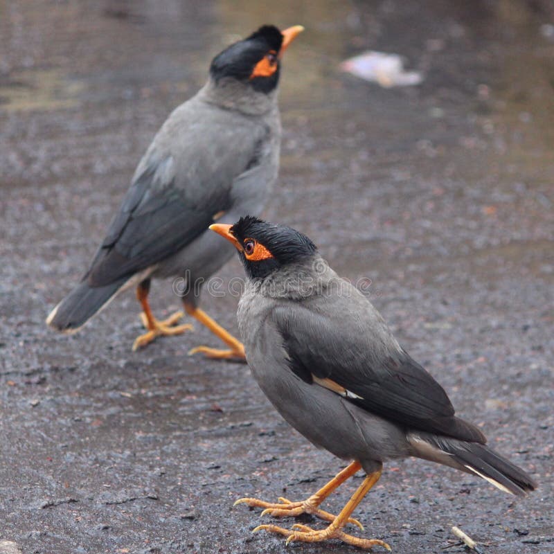 Kabar Couples stock photo. Image of birds, indianbirds - 92023202