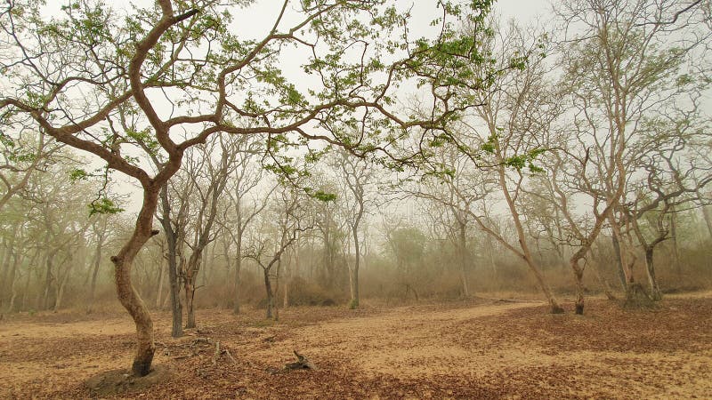 Kabini Forest in a Wide Angle View during Safari Stock Photo - Image of ...