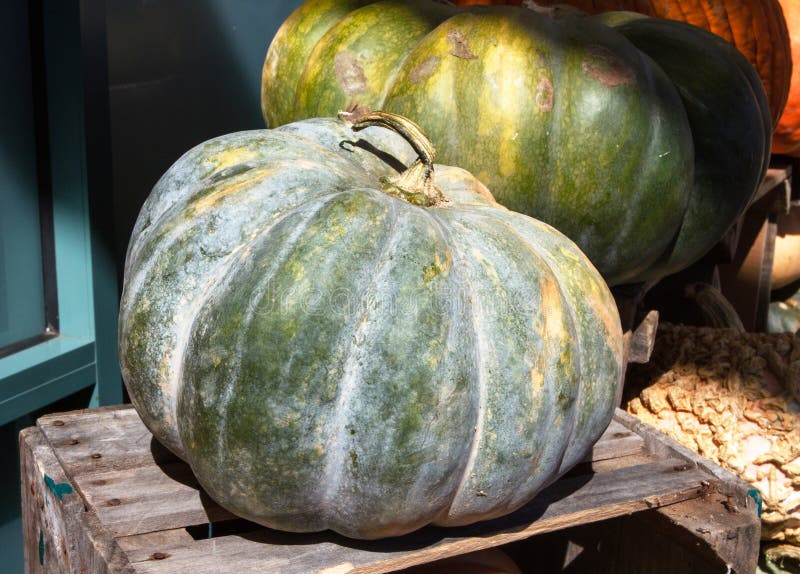 Kabocha Japanese Pumpkin Squash Stock Photo - Image of market, squash ...