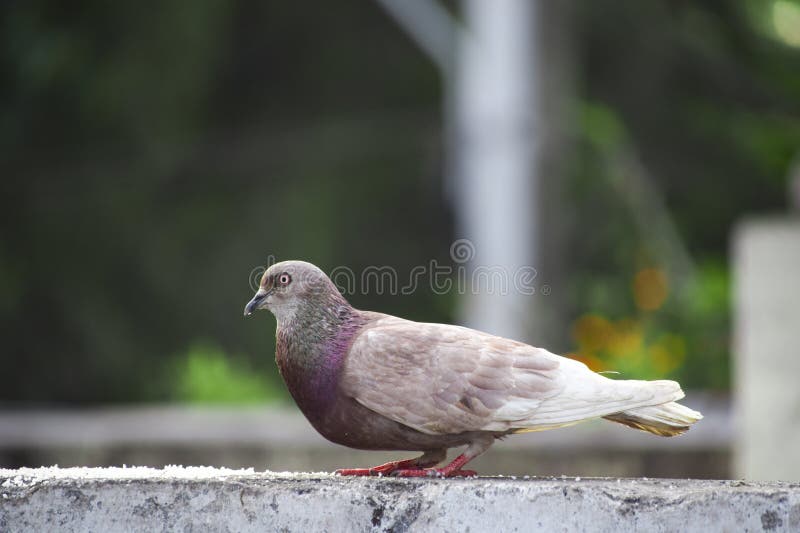 Kabootar Stock Photos - Free & Royalty-Free Stock Photos from Dreamstime