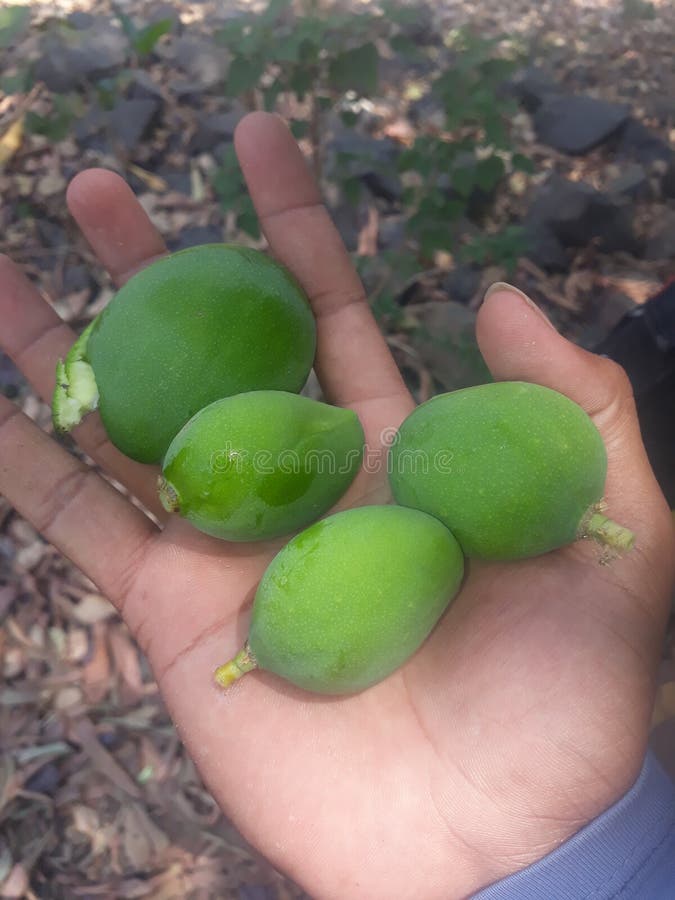 Kaccha mango on my village stock image. Image of mango - 190854233